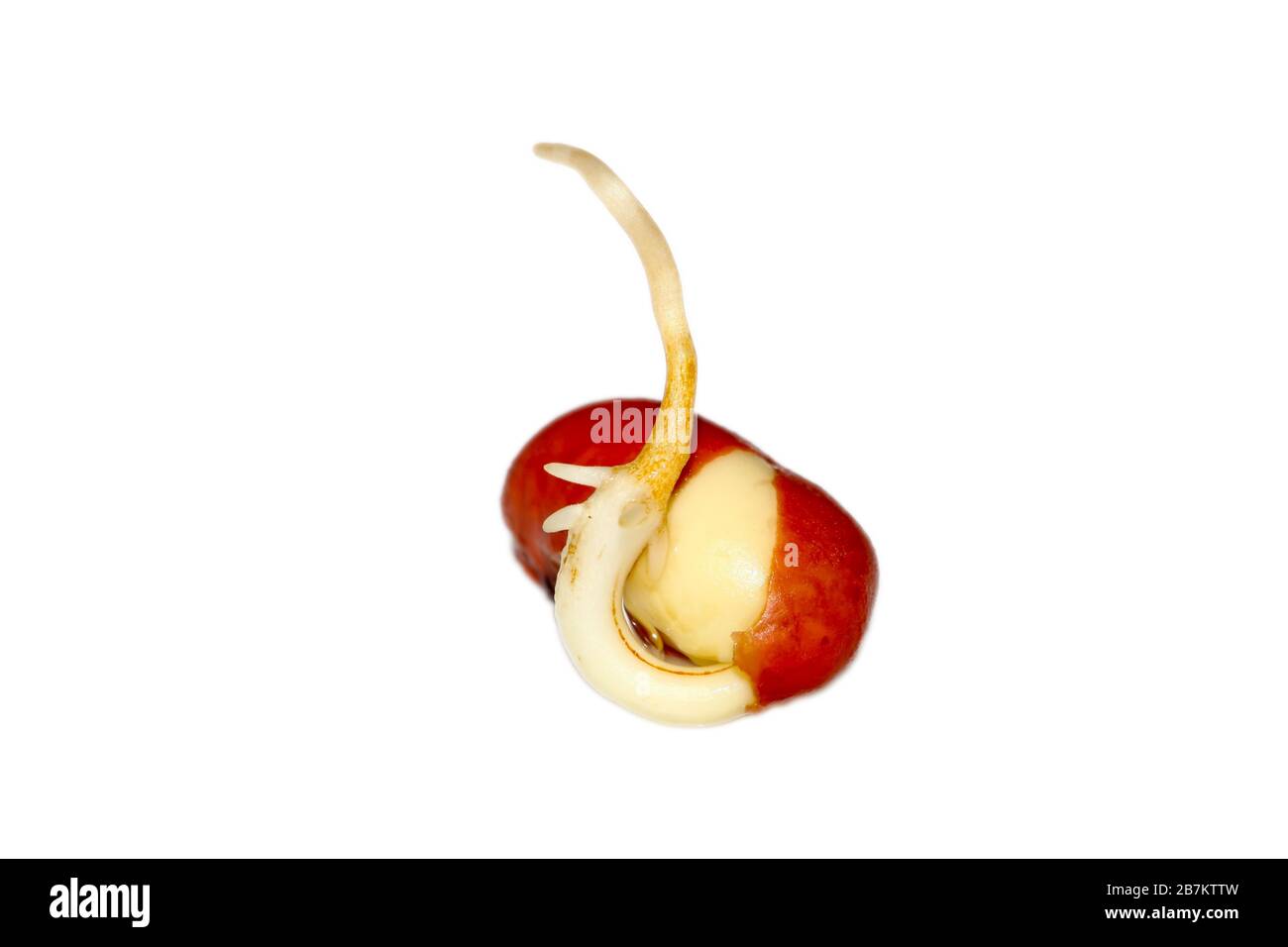 Red bean sprouts Cut Out Stock Images & Pictures - Alamy