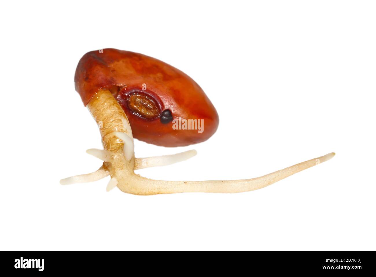 closeup of bean sprouts in white background Stock Photo - Alamy