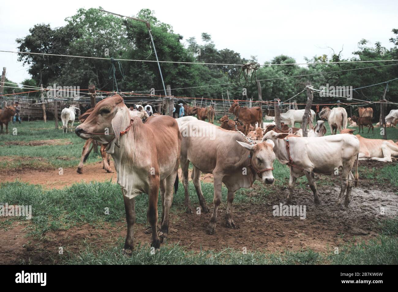 Asian Cows High Resolution Stock Photography and Images - Alamy