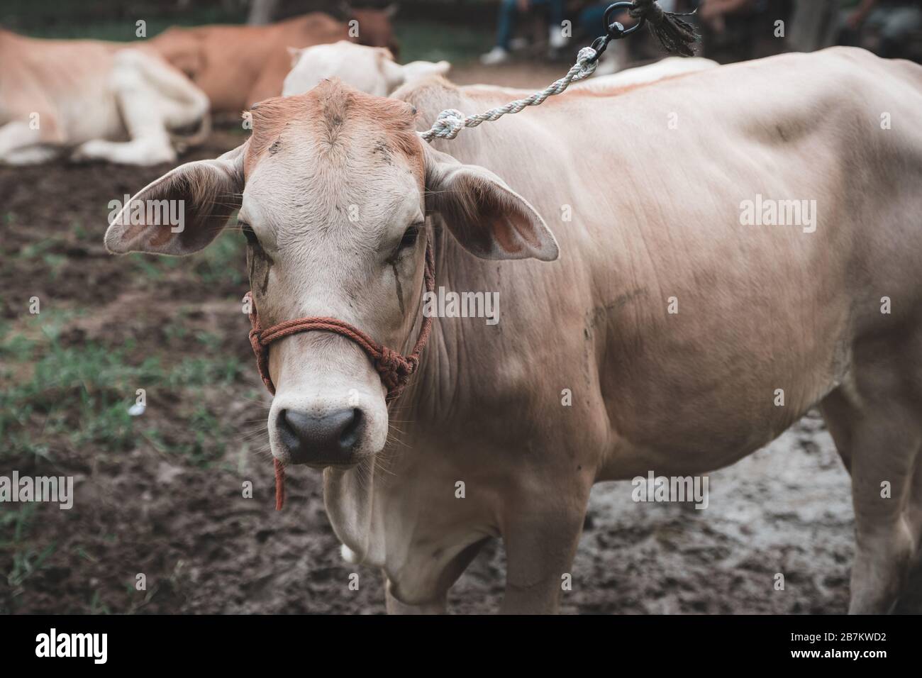 White asian cow thailand asia hi-res stock photography and images - Alamy