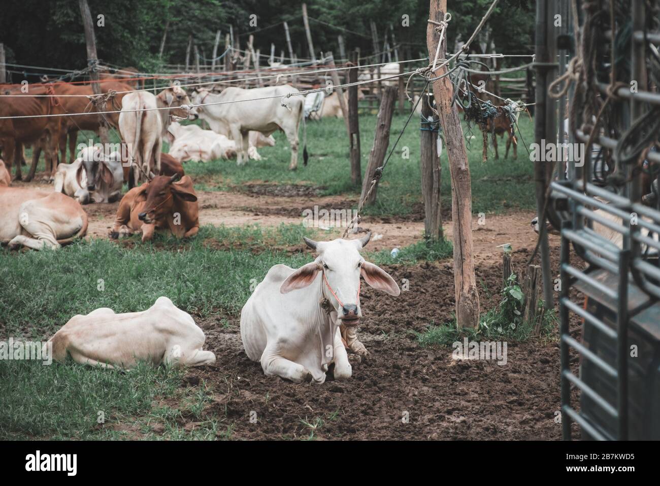 White asian cow thailand asia hi-res stock photography and images - Alamy