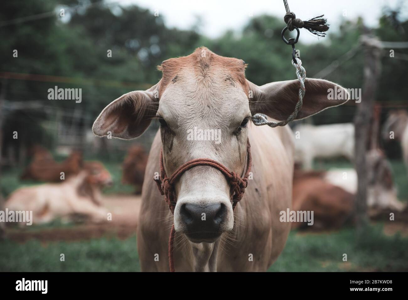 White asian cow thailand asia hi-res stock photography and images - Alamy