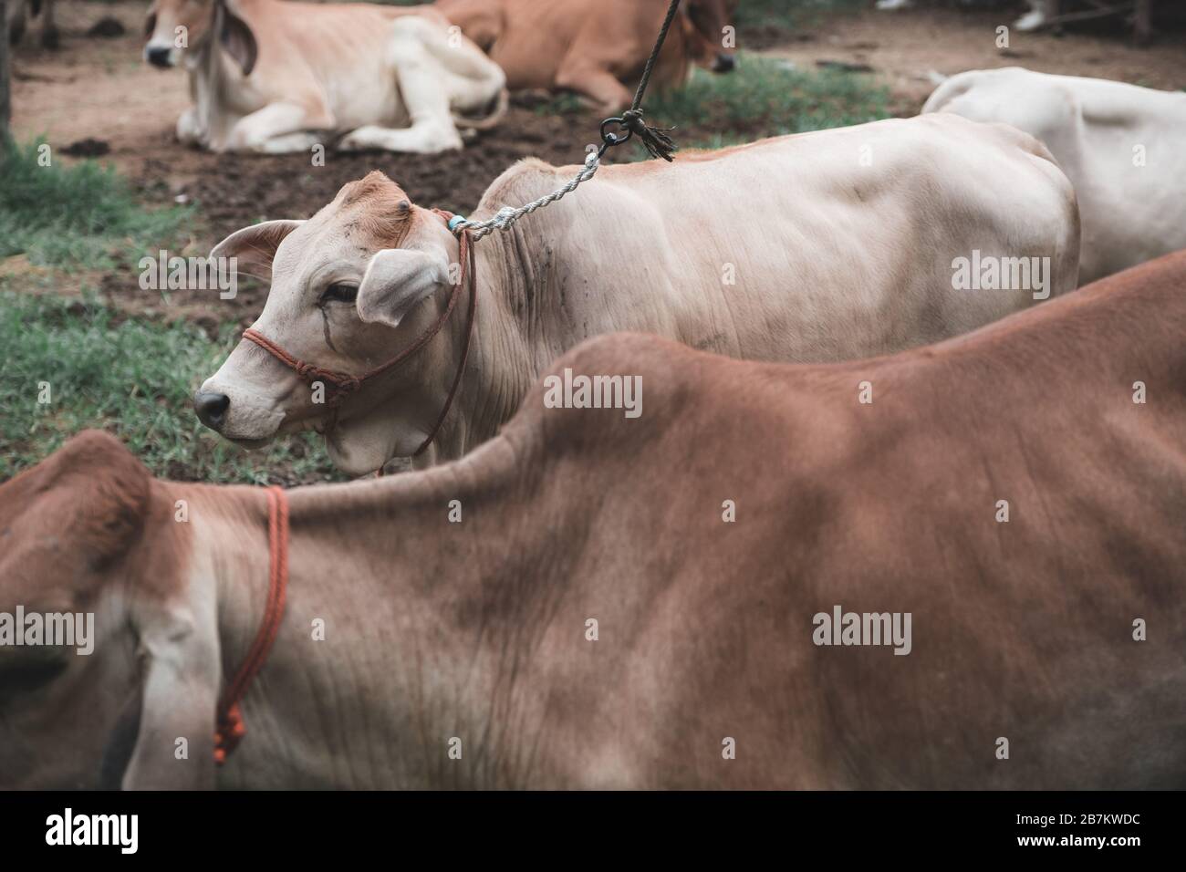 White asian cow thailand asia hi-res stock photography and images - Alamy