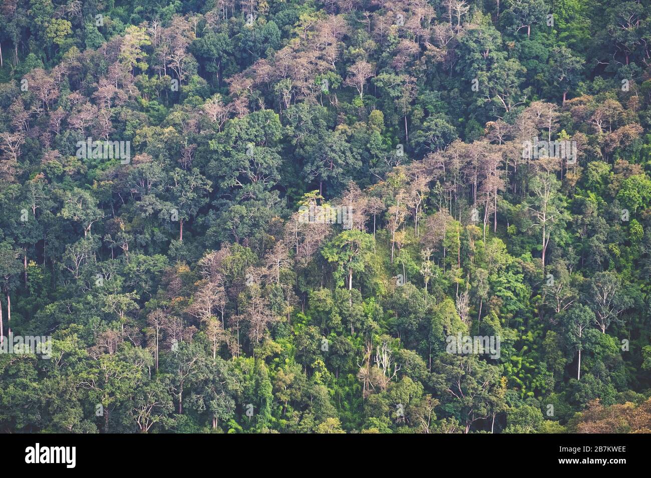 Landscape image of greenery rainforest hills in autumn Stock Photo - Alamy