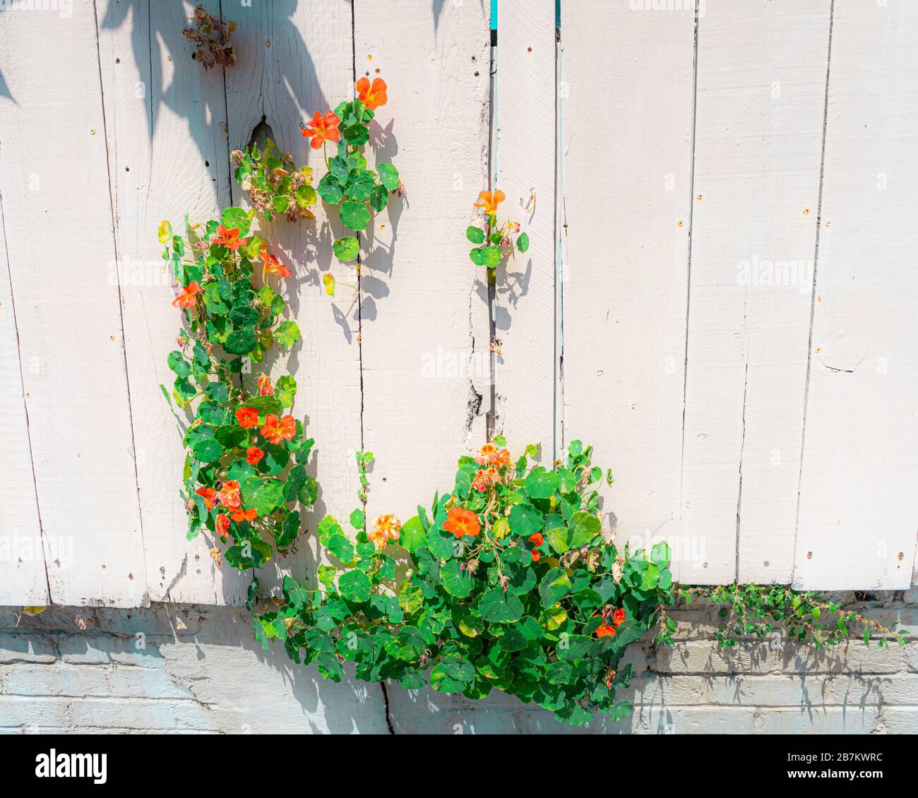 C shaped flowers hi-res stock photography and images - Alamy