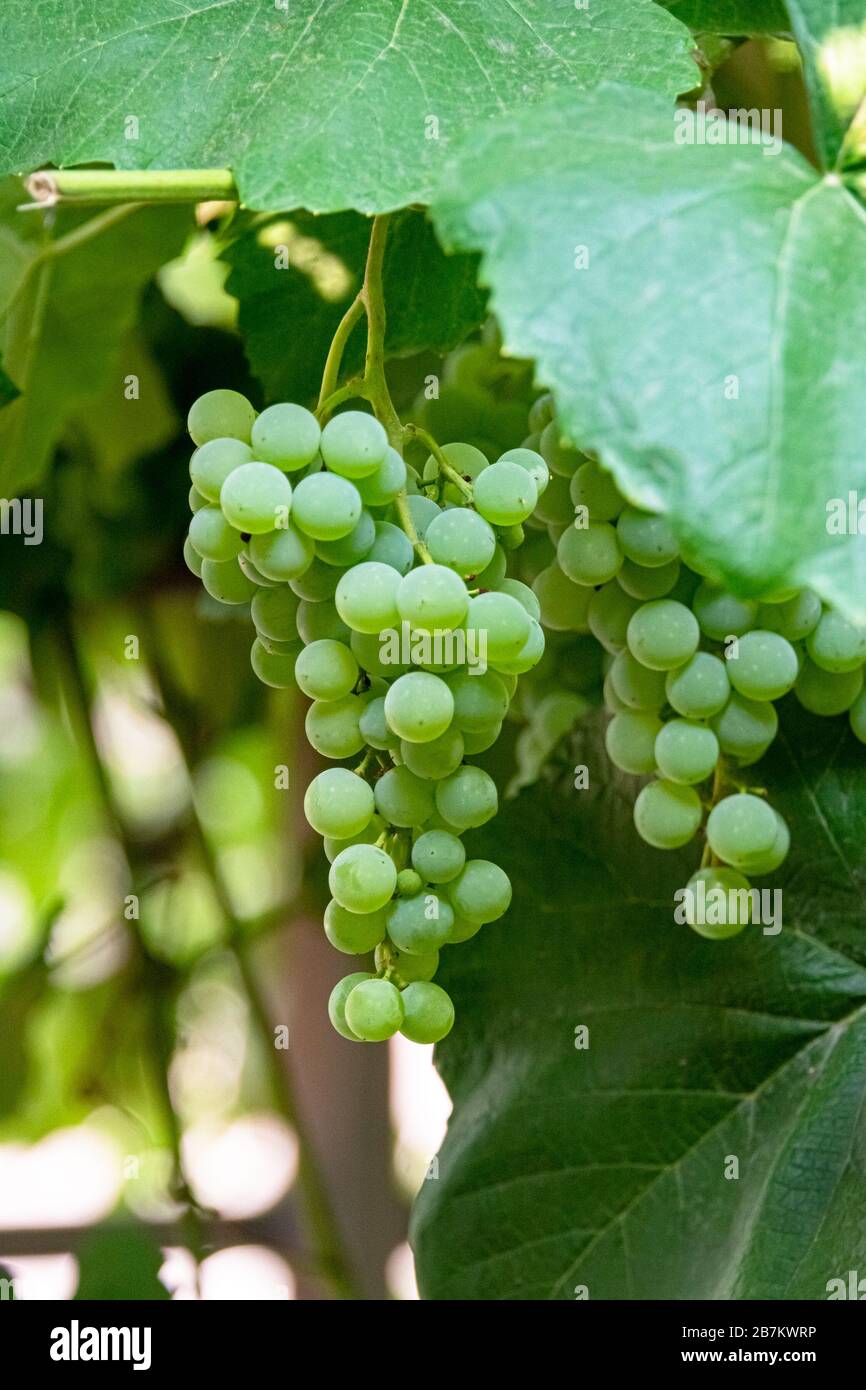 Fascicle green grape among the leaves. Vine branch with racemules of ...