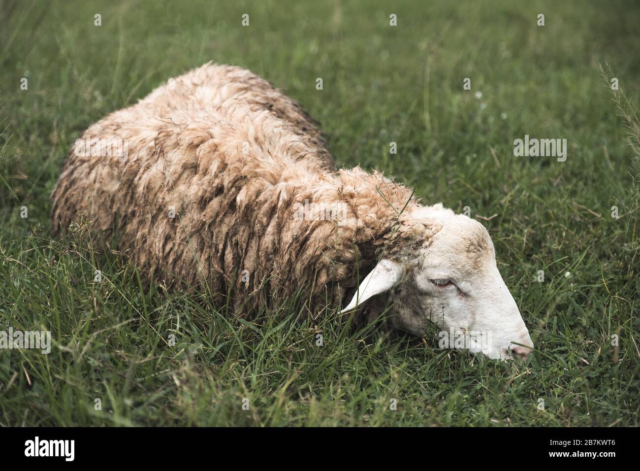Closeup image of sheep in green grass field at countryside farm Stock ...
