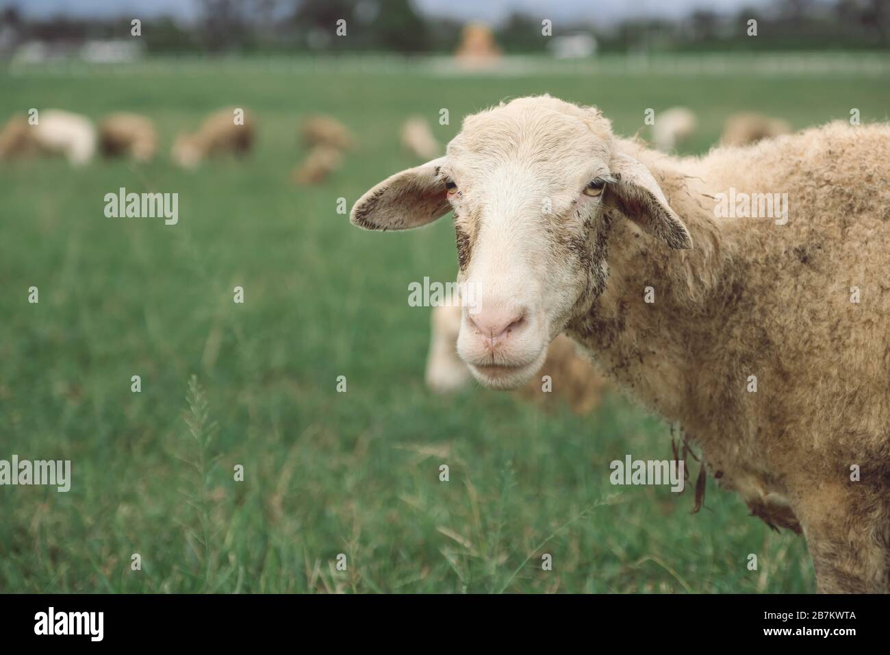 Closeup image of sheep in green grass field at countryside farm Stock ...