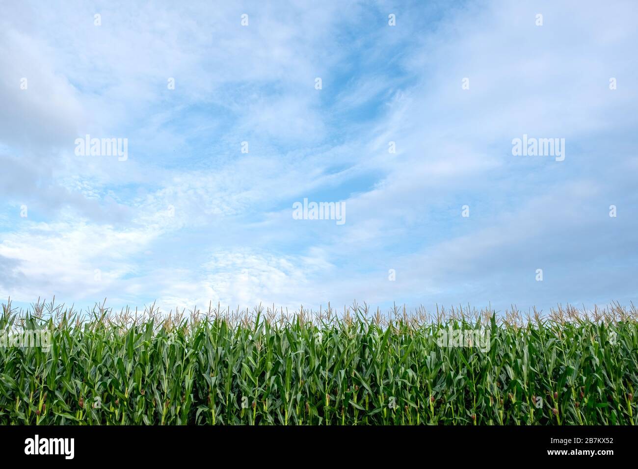 Landscape image of corn field in the farm with blue sky and green ...