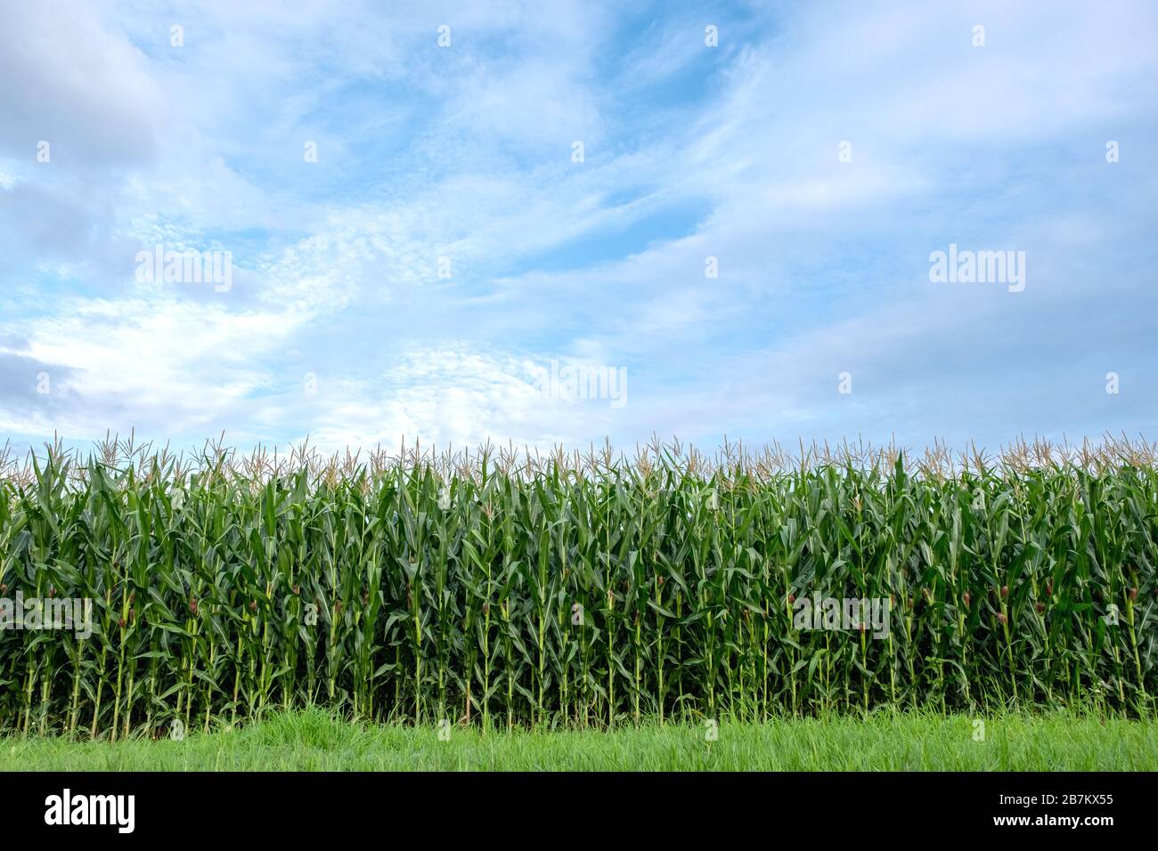 Landscape image of corn field in the farm with blue sky and green ...