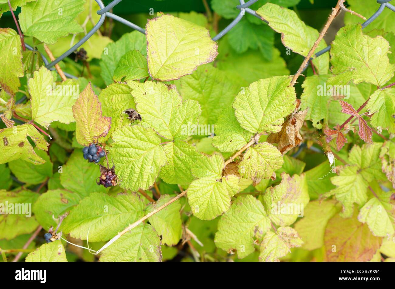 Closeup shot of the green leaves of a bramble shrub by a grid fence ...