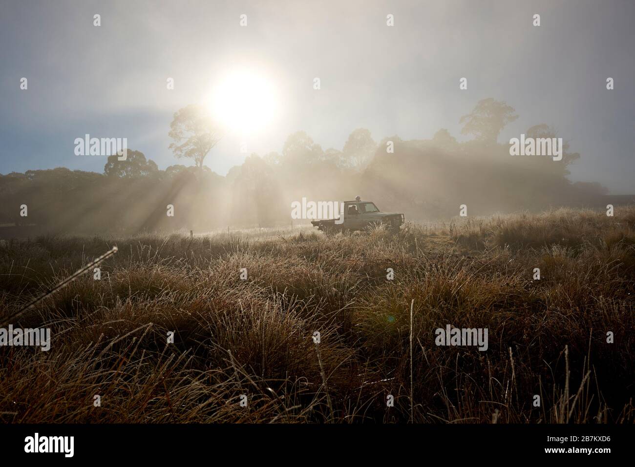 Farm ute in morning sunlight. Farmer on the land Stock Photo - Alamy