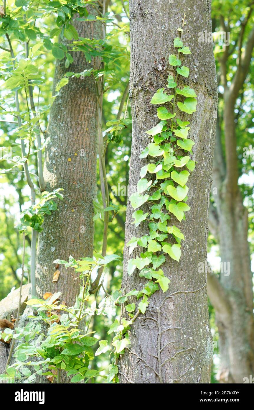Vertical closeup shot of Hedera helix leaves on the tree trunk Stock ...