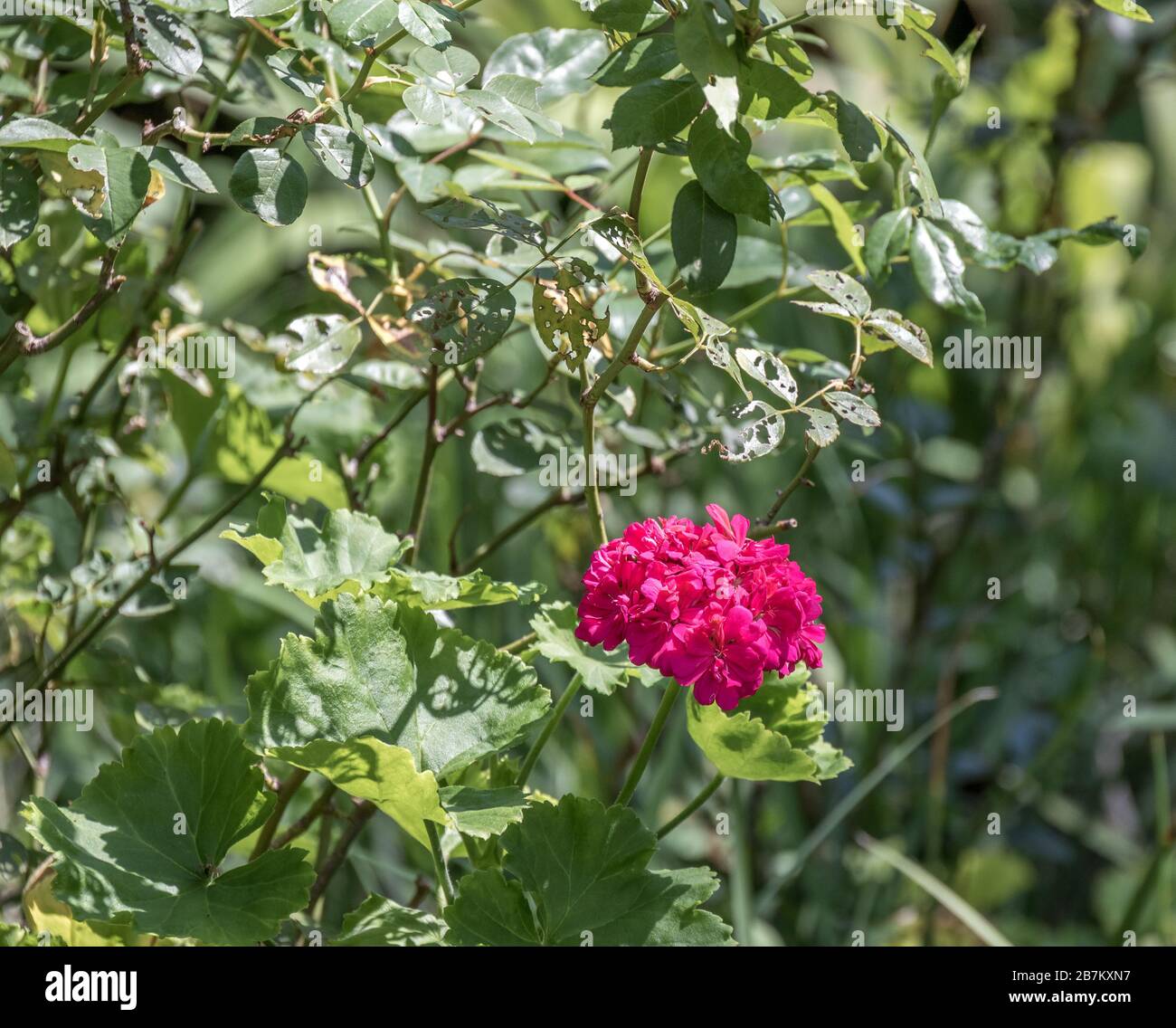 A single bright pink flower isolated against a leafy green background ...