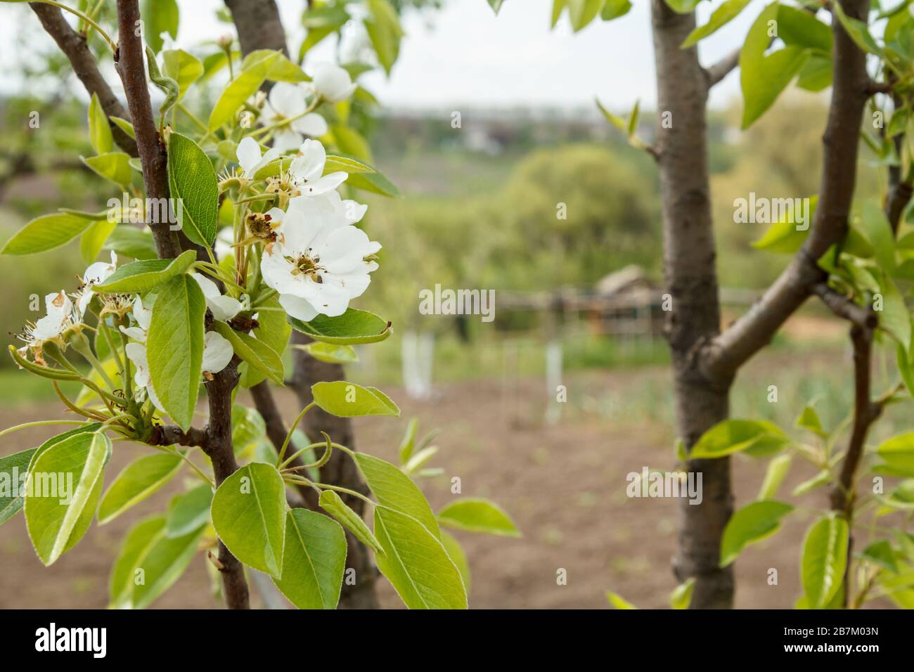 Flowering branch of pear tree. The green leaves and white flowers on a ...