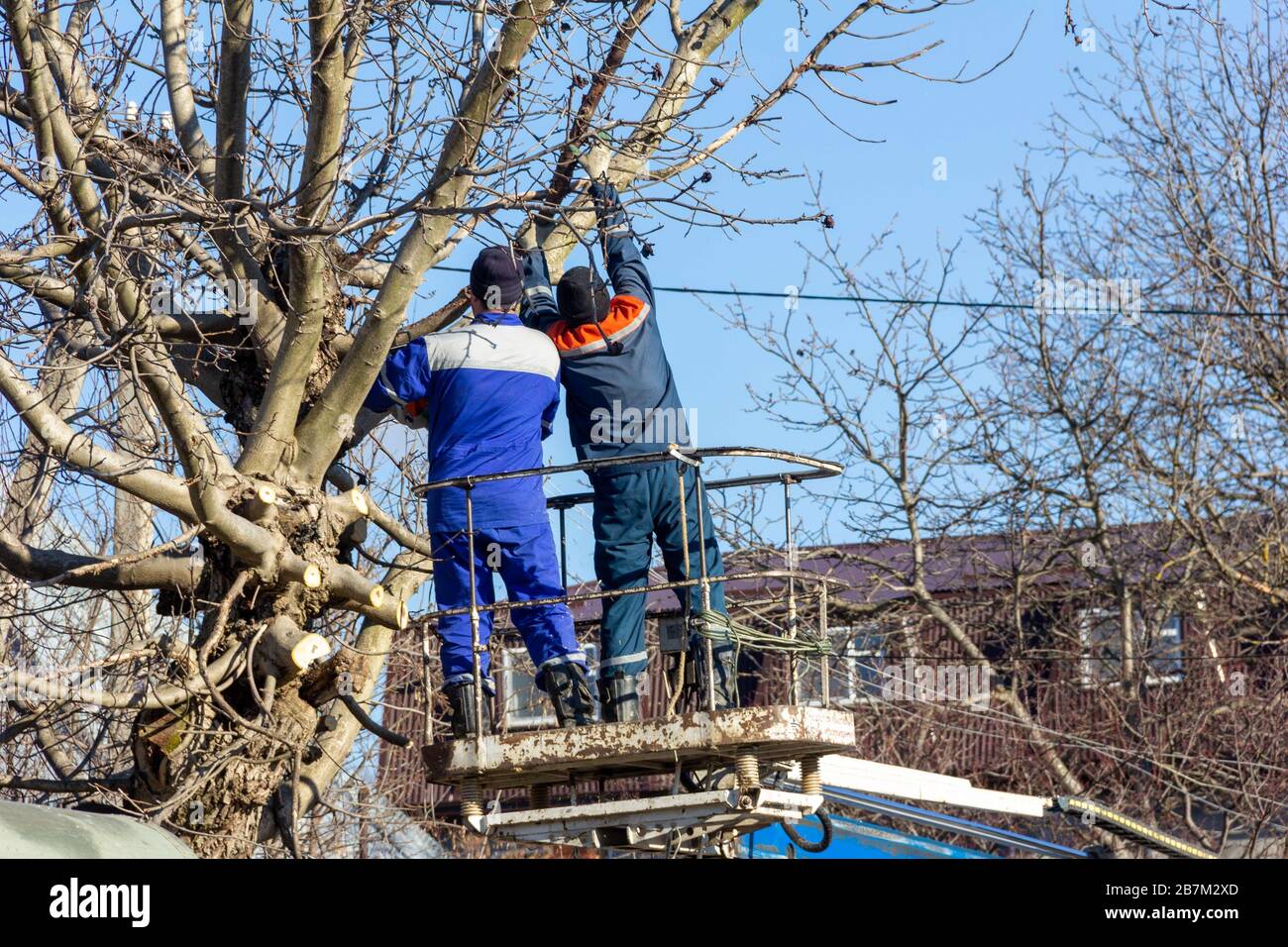 male electricians cut tree branches eliminating the breakage of the ...