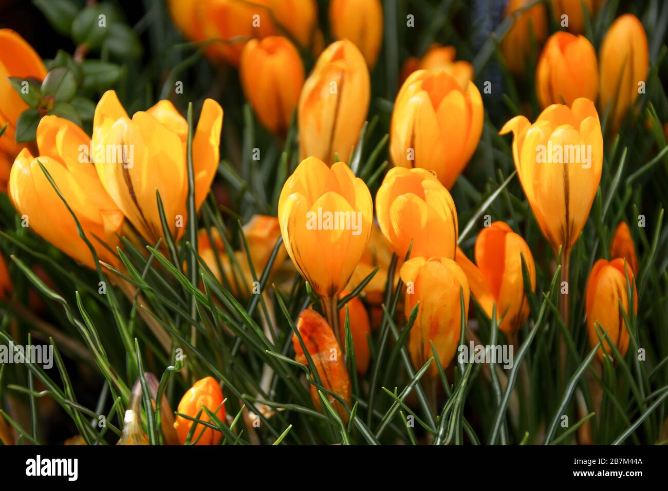 Orange crocus blooming in early spring. Crocuses spring bulb flowers ...