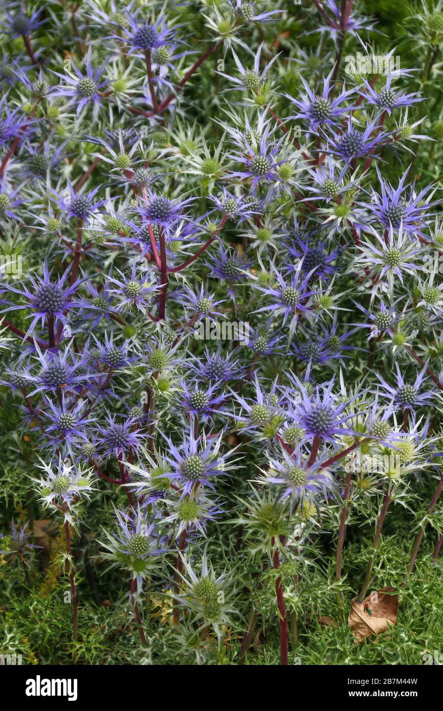 Purple eryngium hi-res stock photography and images - Alamy