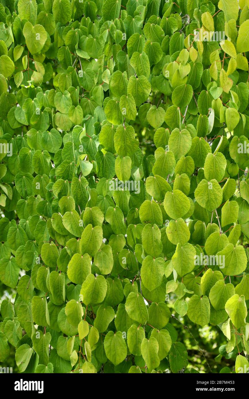 Seamless vertical green leaf abstract background Stock Photo - Alamy