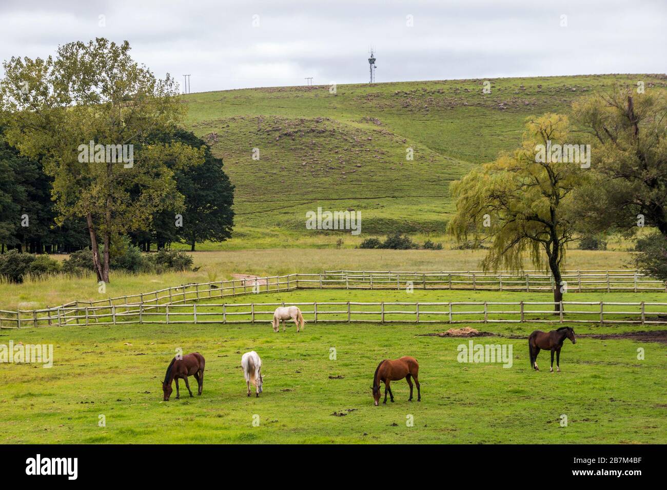 Horses on grassy field hi-res stock photography and images - Alamy