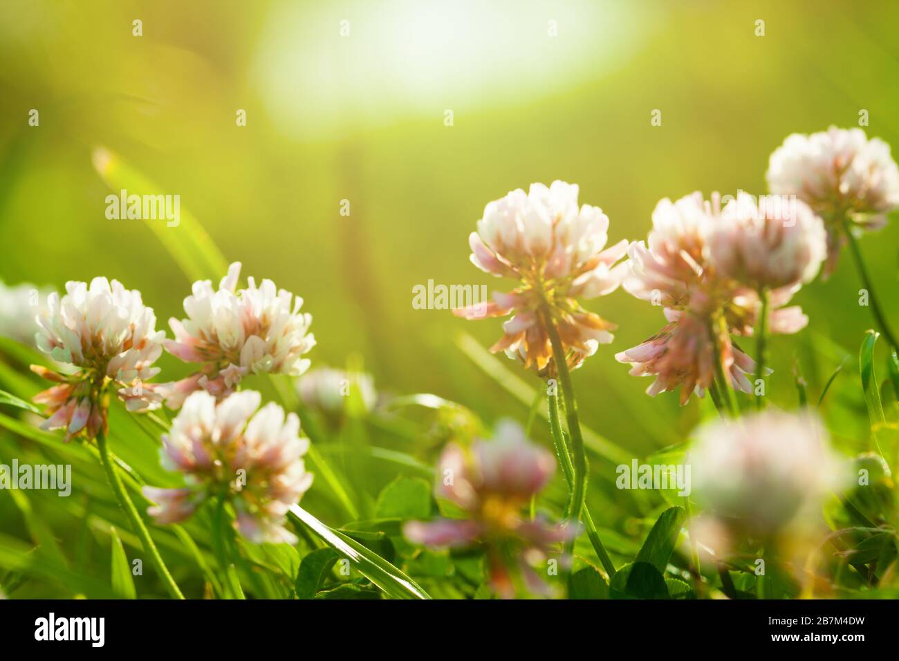Art Spring Natural Green Background, Clover Flowers Stock Photo - Alamy