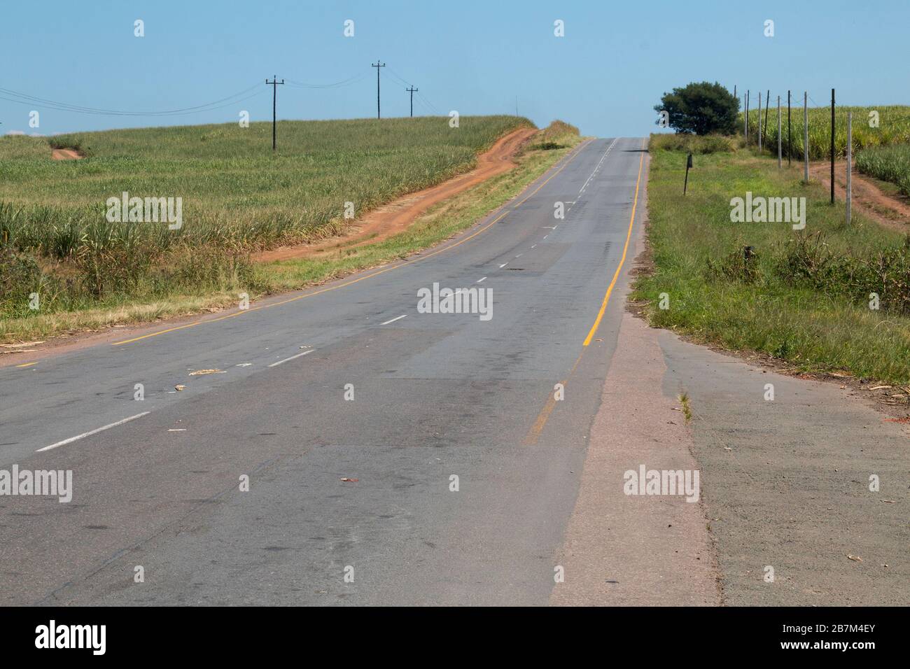 Long bitumen road bordered by sugar cane Stock Photo - Alamy