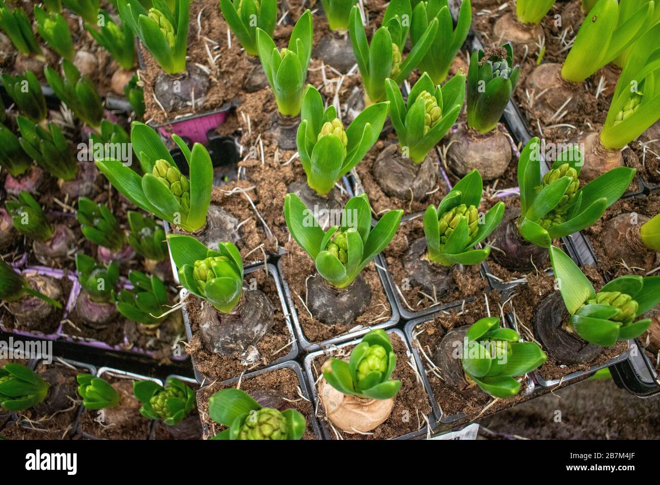 Spring flower bulbs hyacinthus with green stems at market Stock Photo ...