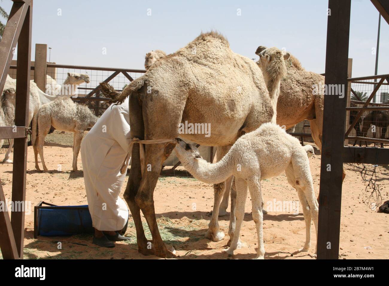 Camels photos hi-res stock photography and images - Alamy