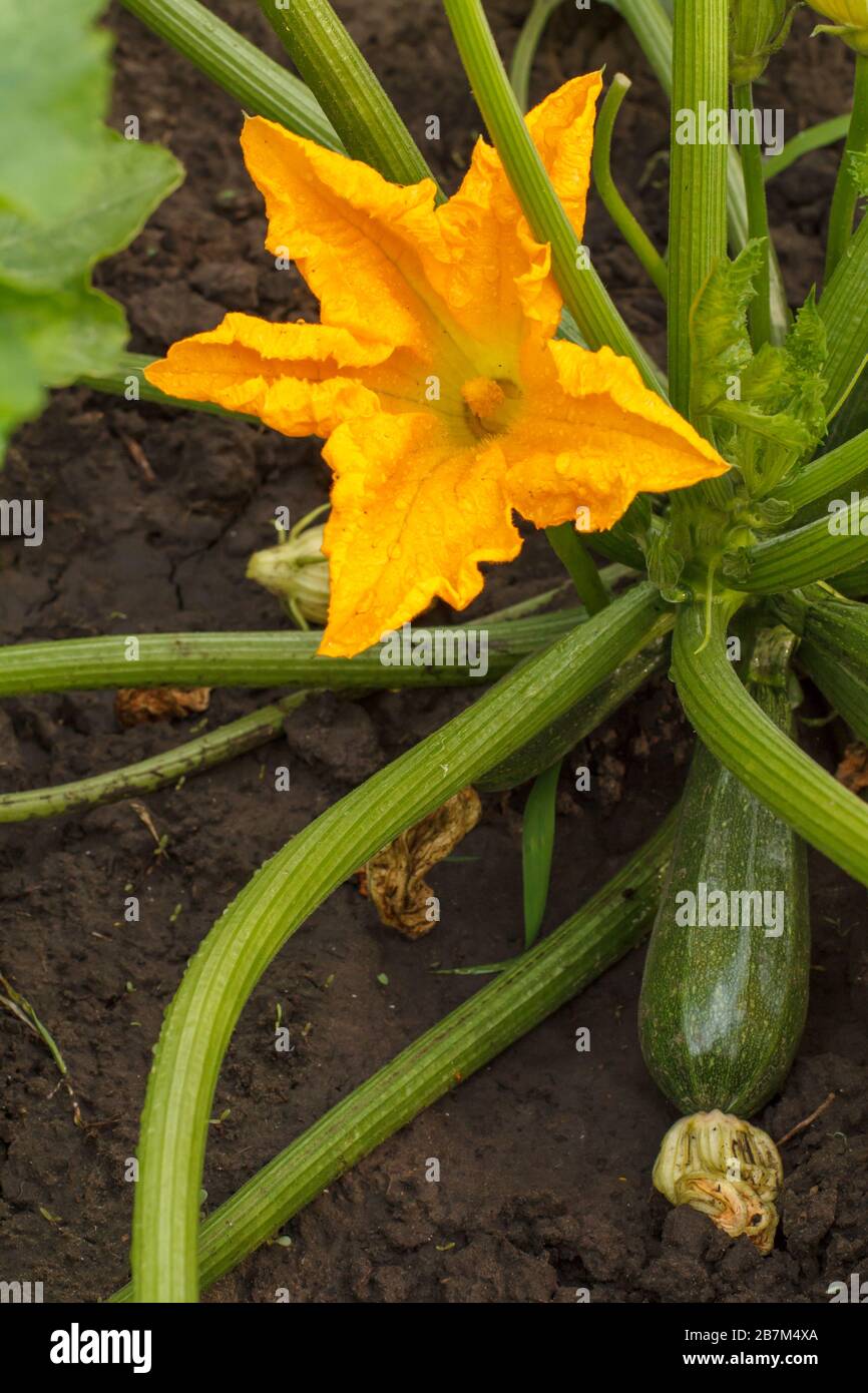 Flower of vegetable marrow and young one growing on bush. Zucchini ...
