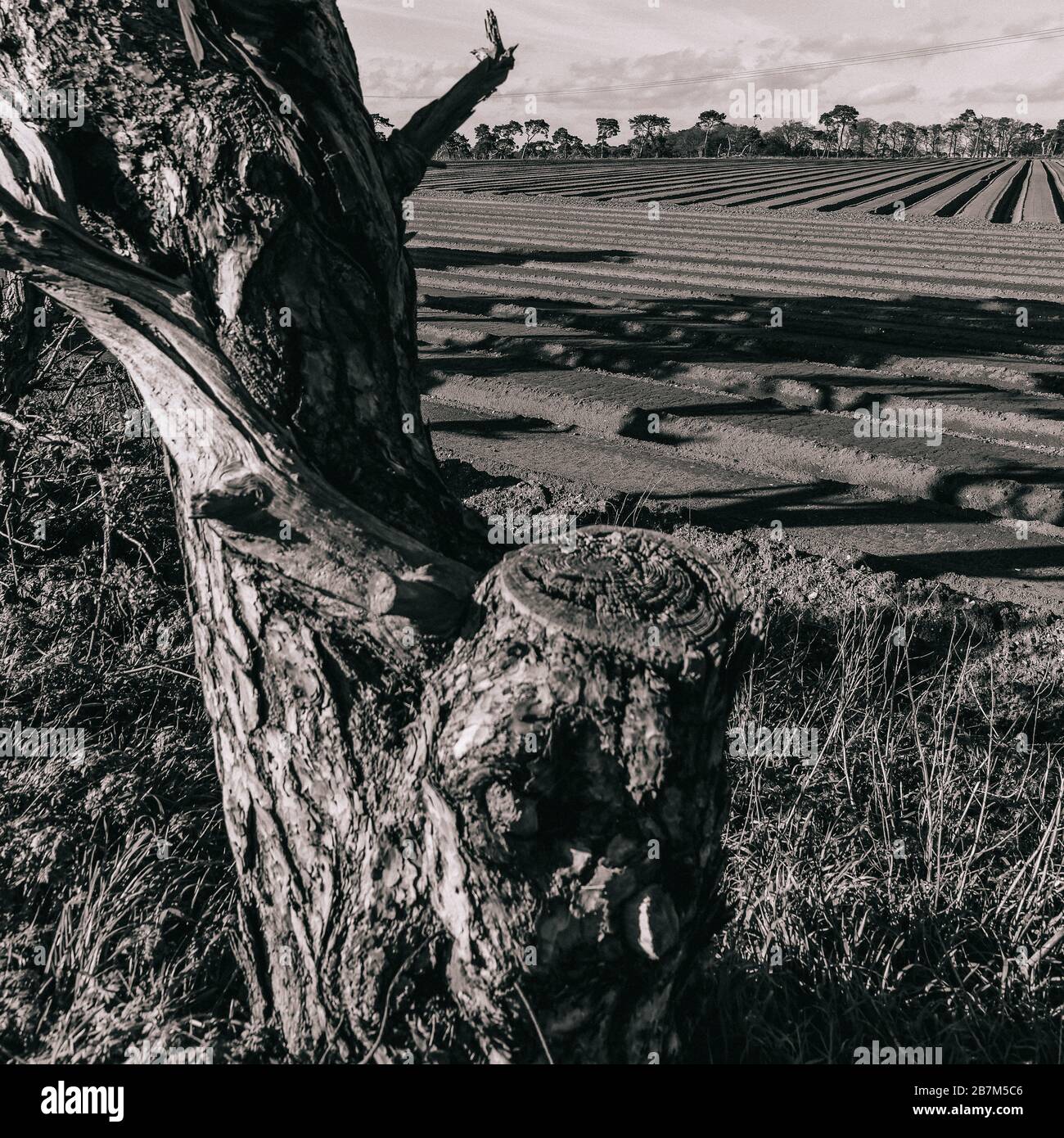 Twisted tree trunk hi-res stock photography and images - Alamy