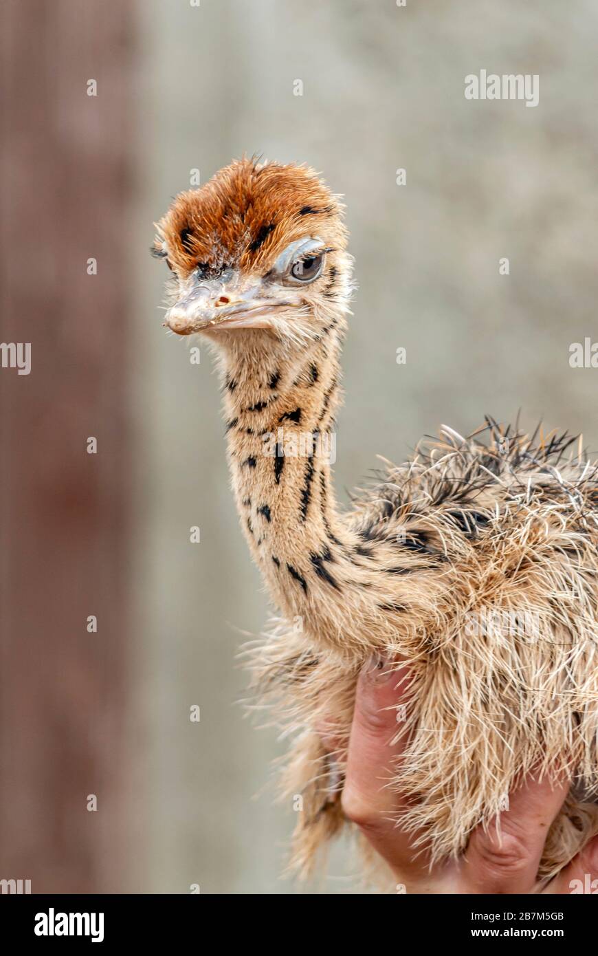 Ostrich chick on a hand-held at the ostrich farm Striegistal in Saxony ...