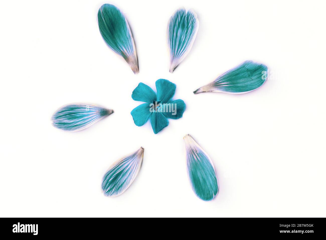 spring light blue flower isolated on white background surrounded with ...