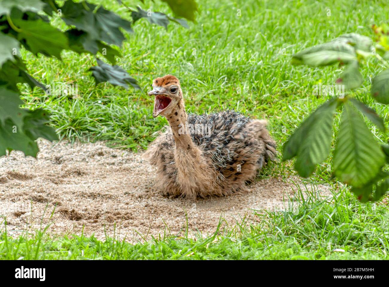Ostrich chick sand bathing at the ostrich farm Striegistal in Saxony ...