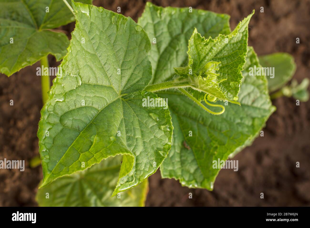 Cucumber bush hi-res stock photography and images - Alamy