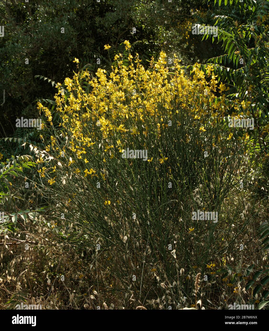 Broom bush (Cytisus scoparius) flowering in the Tuscan village of ...