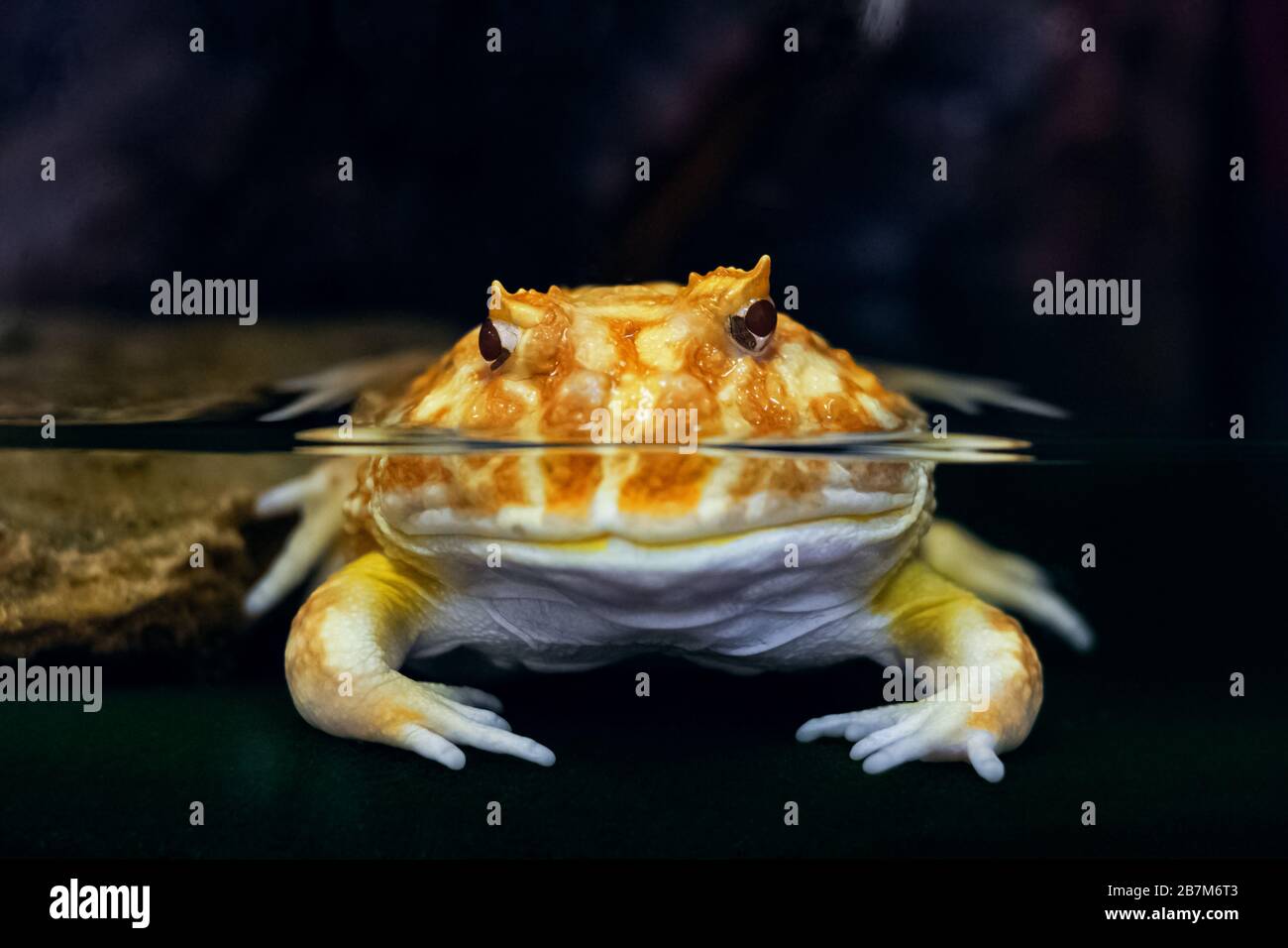 Amazon Horned Frog High Resolution Stock Photography and Images - Alamy