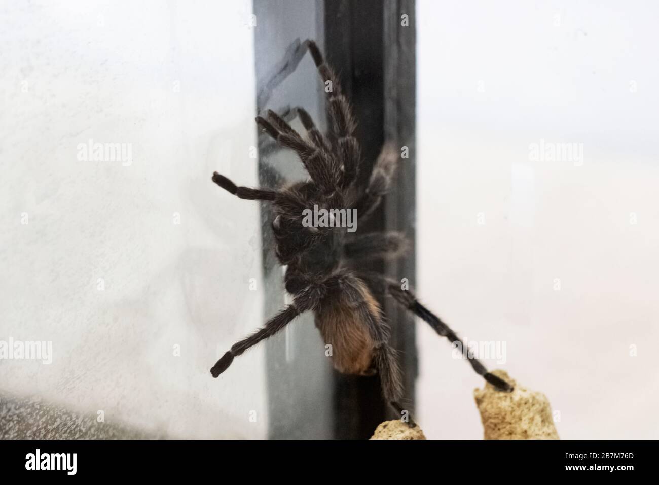 Fluffy spider hi-res stock photography and images - Alamy
