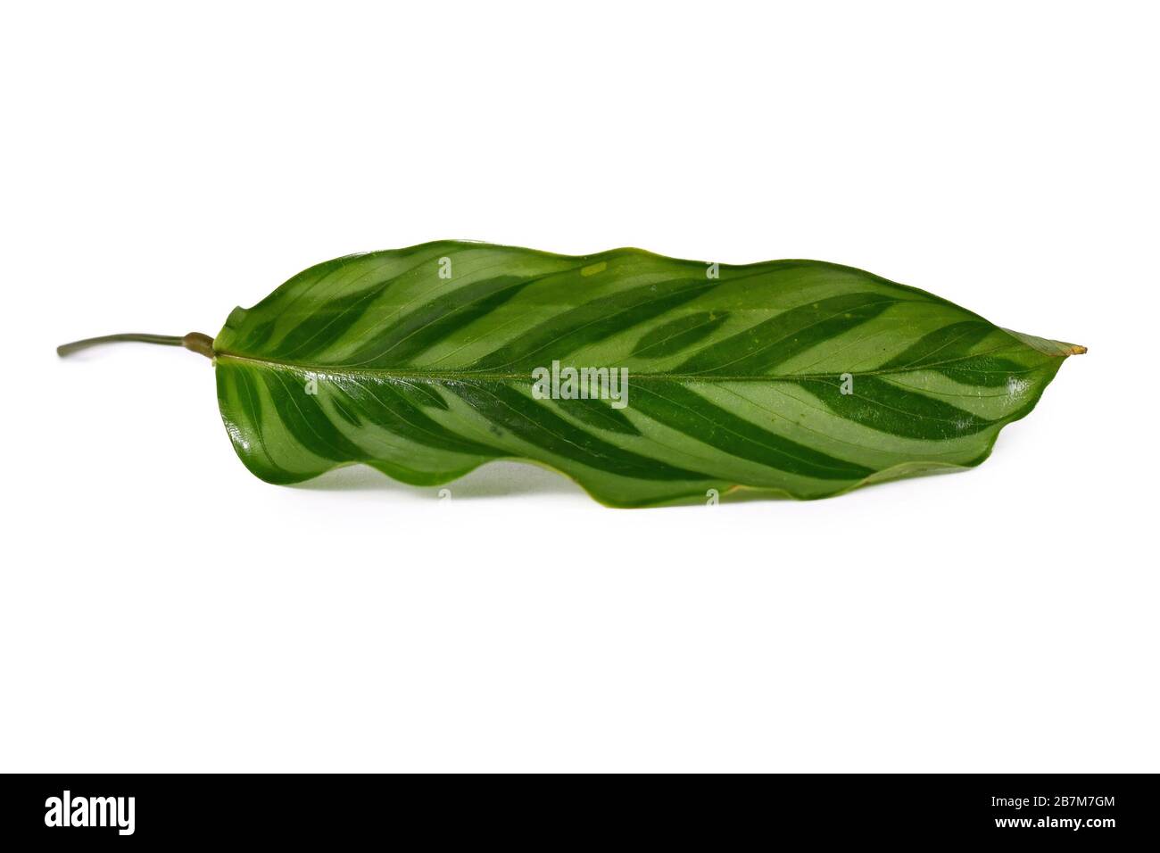 Close up of single leaf of exotic 'Calathea Concinna Freddie' house ...