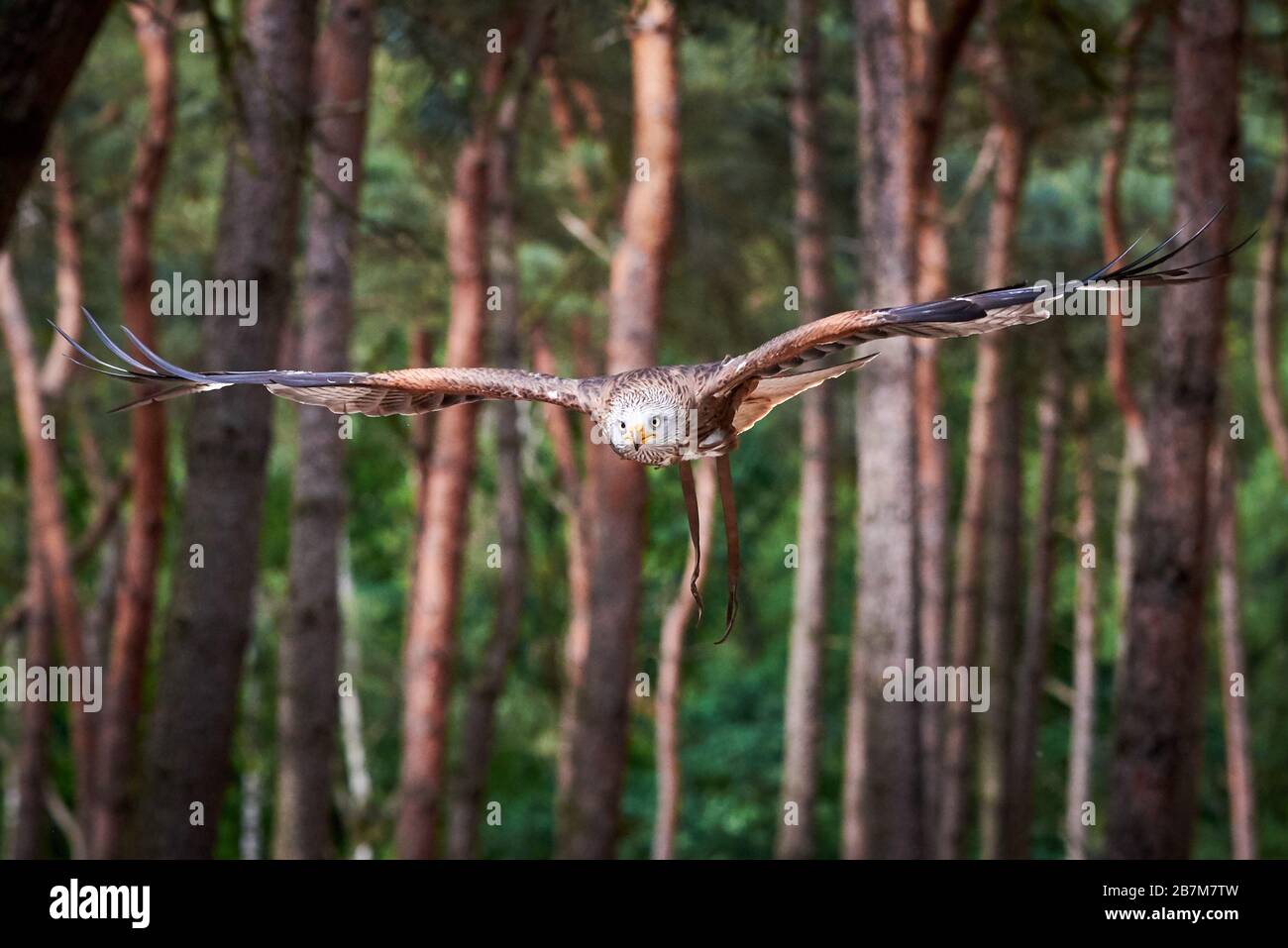 Red Kite in flight (Milvus milvus), Falconry Stock Photo - Alamy
