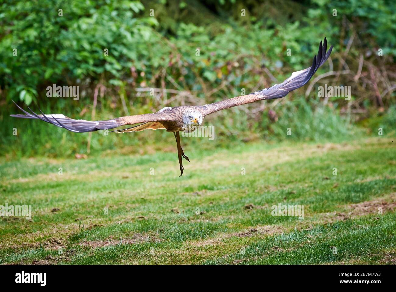 Red Kite in flight (Milvus milvus), Falconry Stock Photo - Alamy