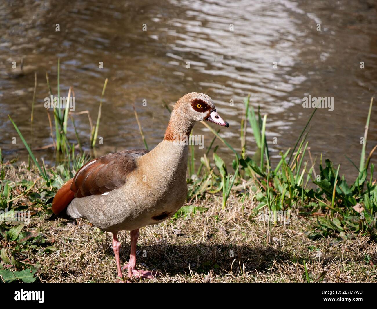 Nile goose invasive species in the Appleres river in Madrid Stock Photo ...
