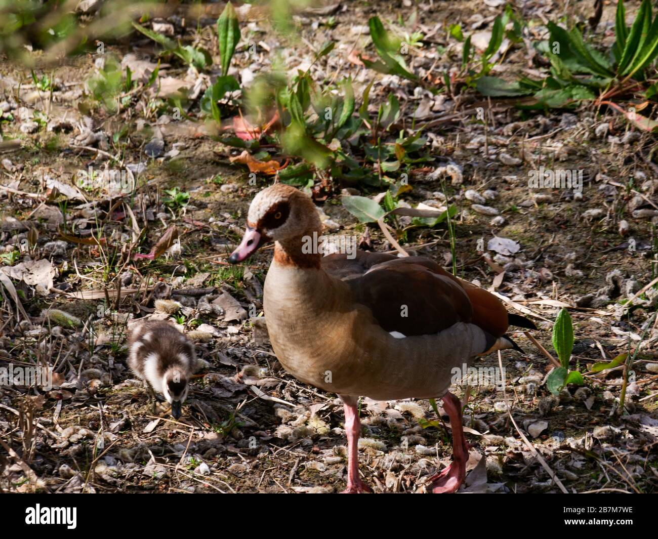Nile goose invasive species in the Appleres river in Madrid Stock Photo ...