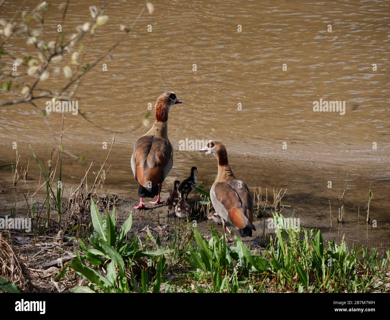 Nile goose invasive species in the Appleres river in Madrid Stock Photo ...