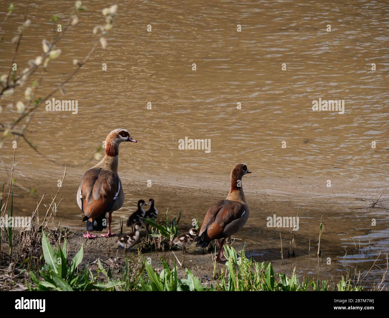 Nile goose invasive species in the Appleres river in Madrid Stock Photo ...