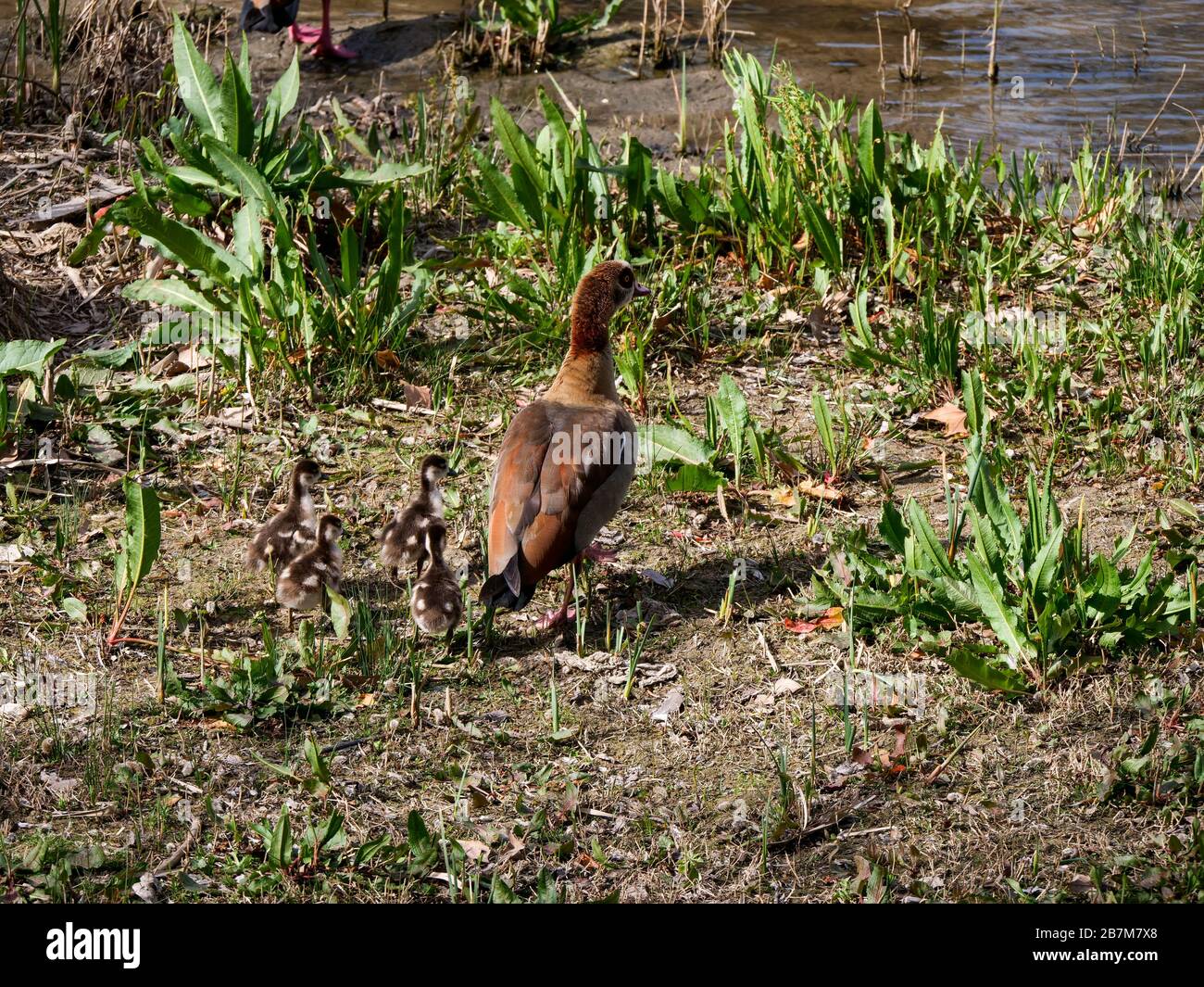 Nile goose invasive species in the Appleres river in Madrid Stock Photo ...
