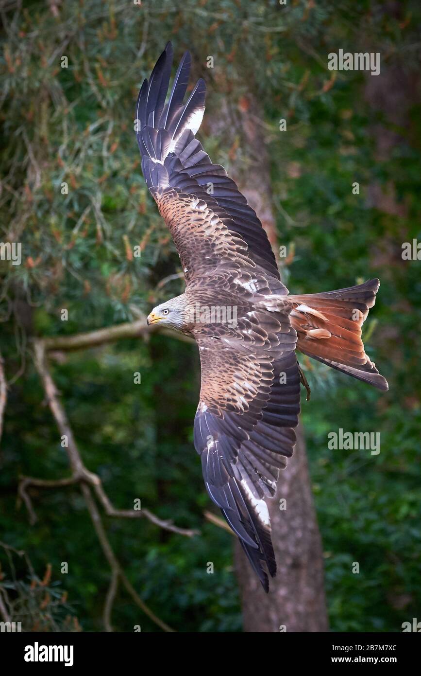 Red Kite in flight (Milvus milvus), Falconry Stock Photo - Alamy