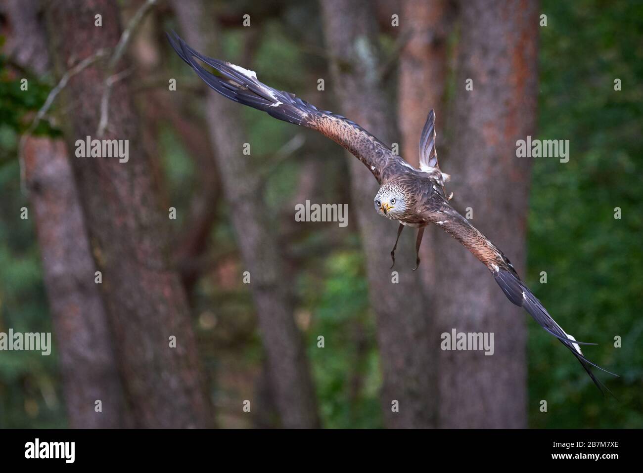 Red Kite in flight (Milvus milvus), Falconry Stock Photo - Alamy