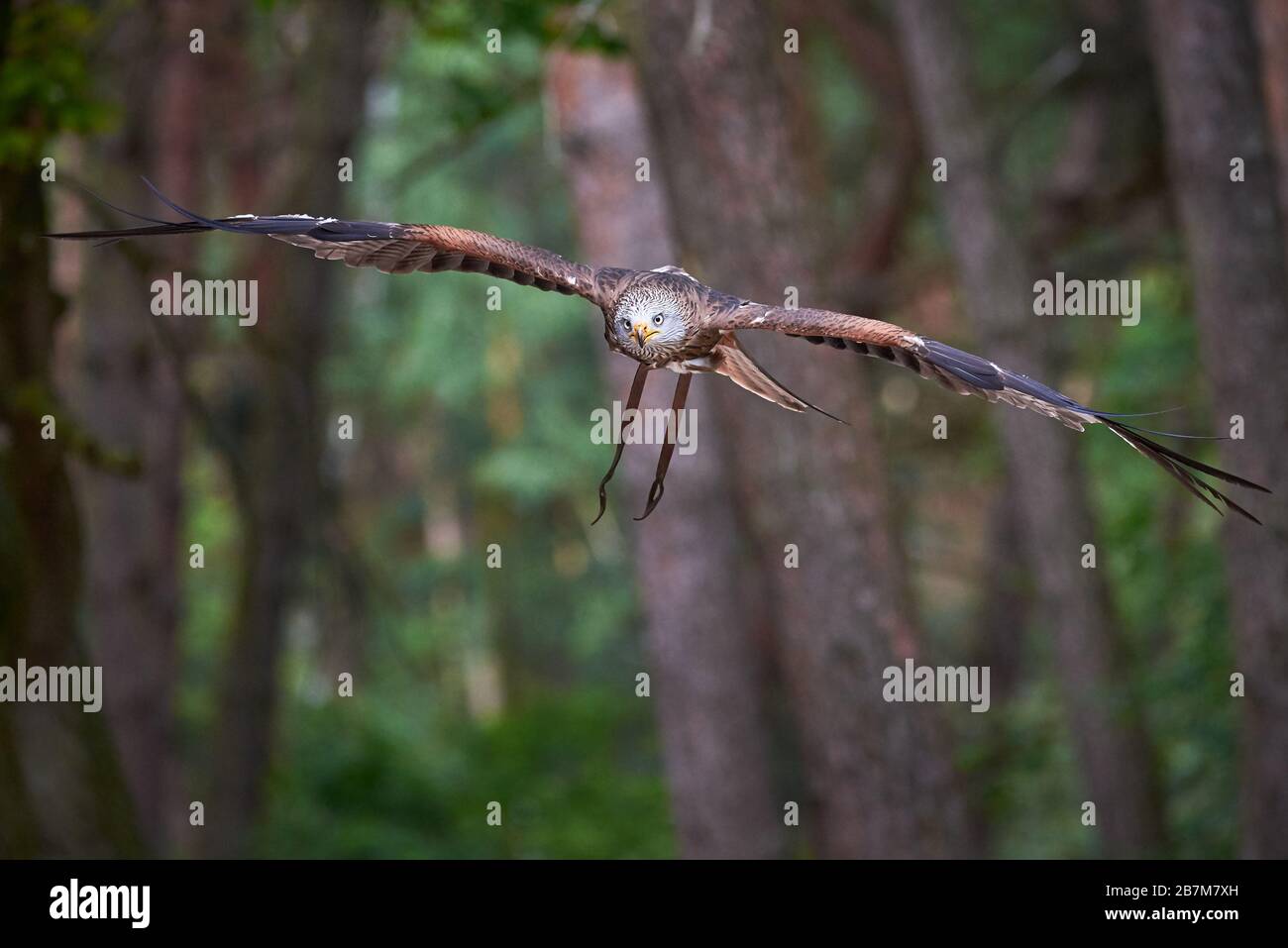 Red Kite in flight (Milvus milvus), Falconry Stock Photo - Alamy