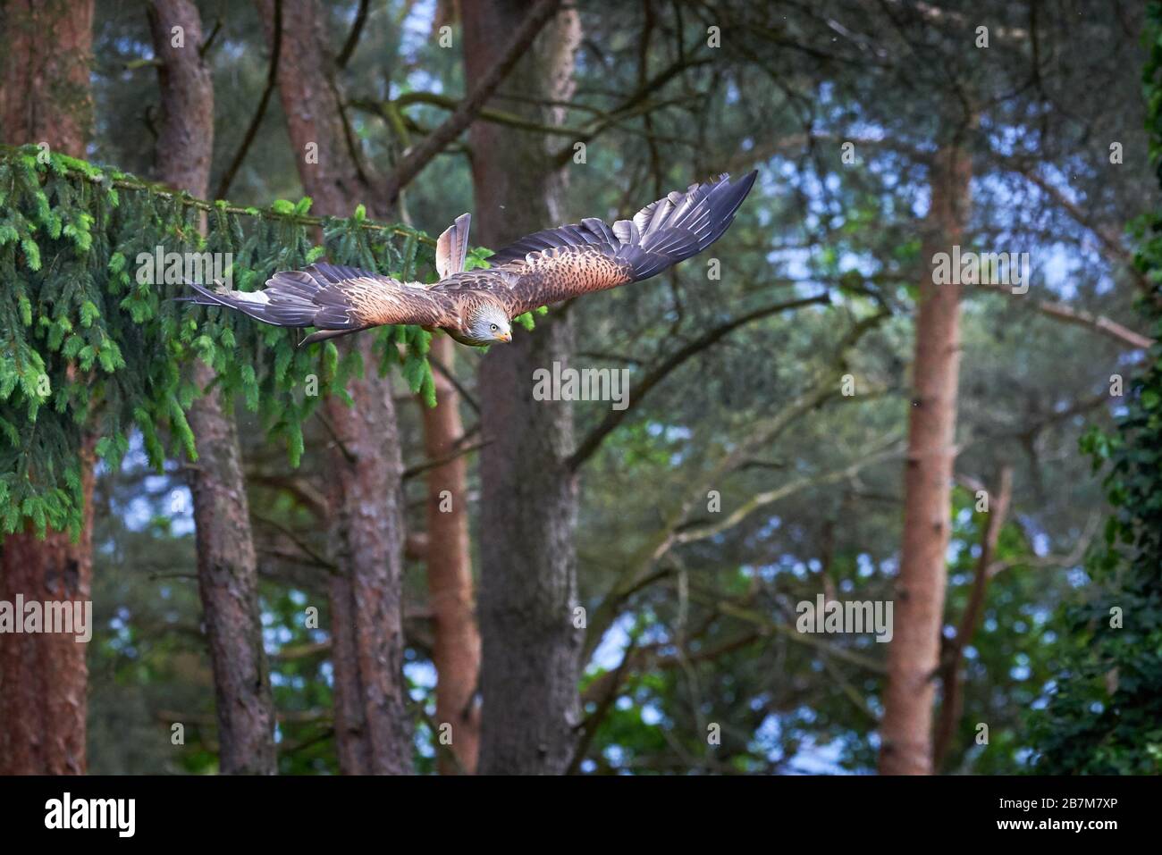 Red Kite in flight (Milvus milvus), Falconry Stock Photo - Alamy