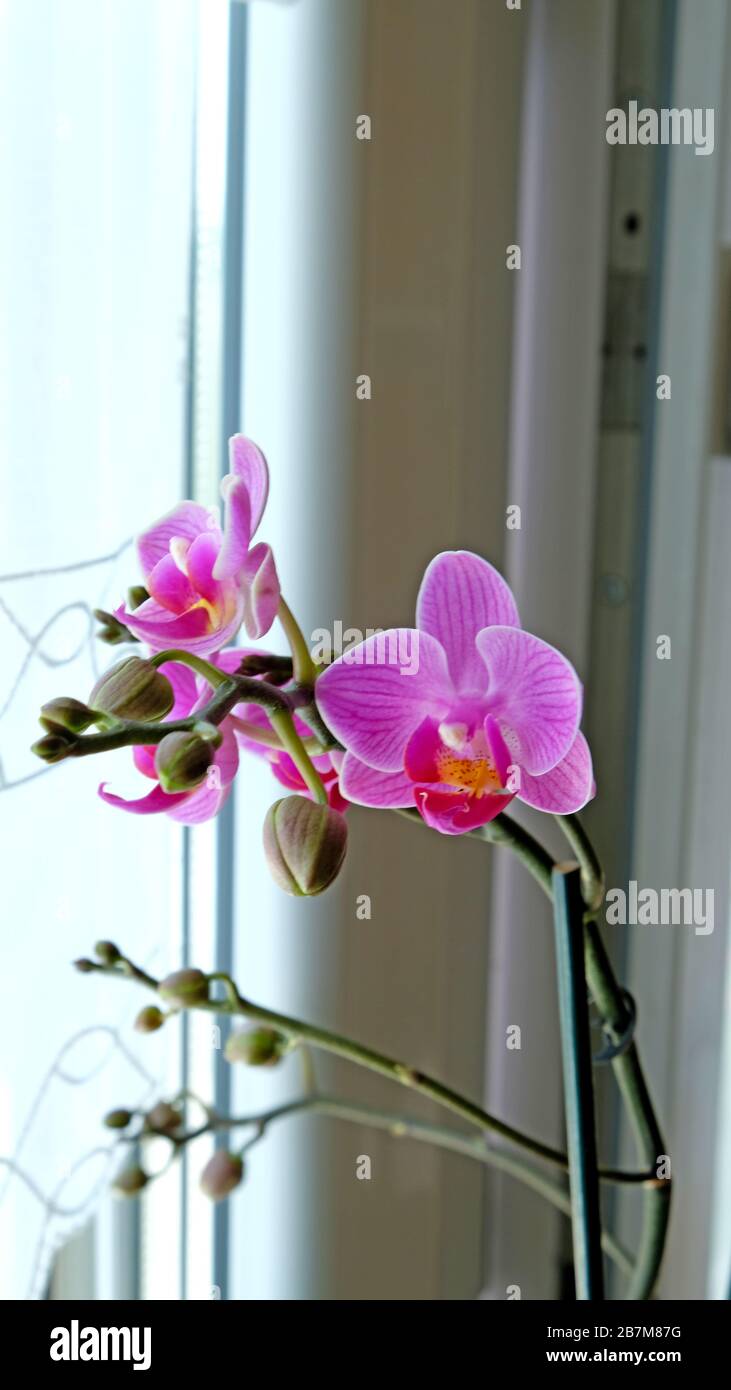 Phalaenopsis orchid pot hi-res stock photography and images - Alamy
